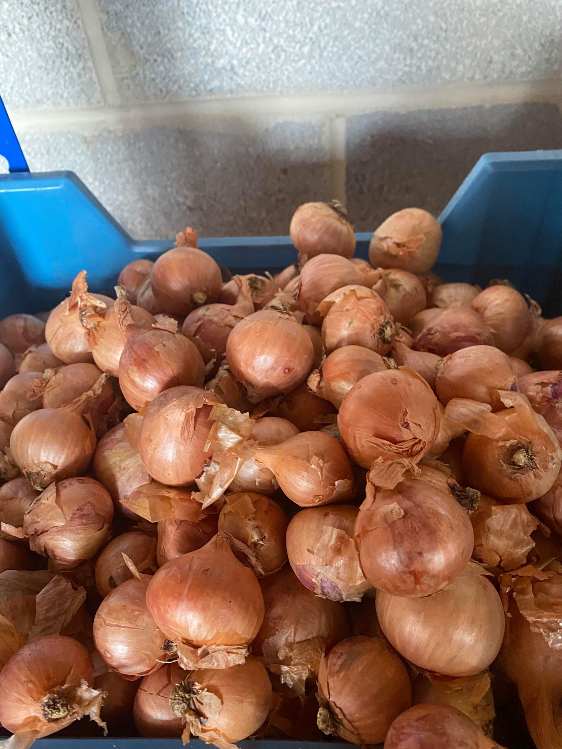 Round Shallots - Jacksons Fruit & Veg