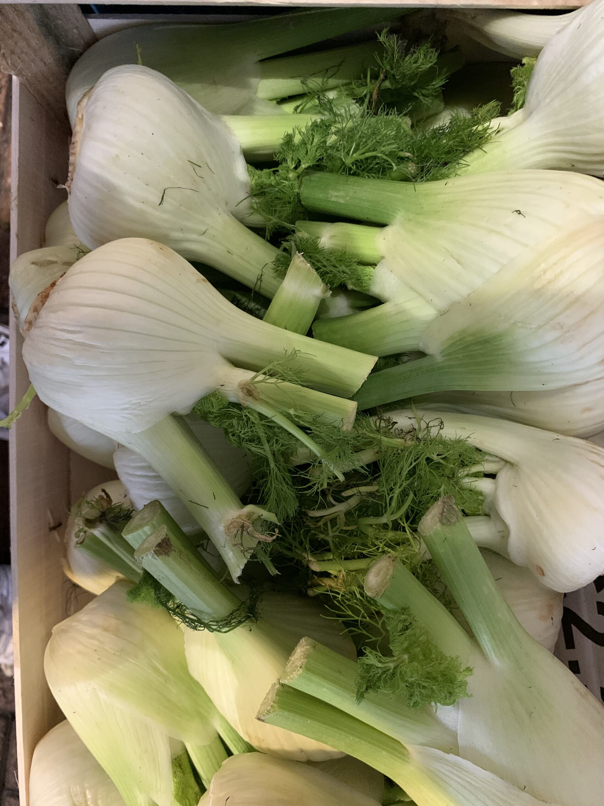 Fennel - Jacksons Fruit & Veg