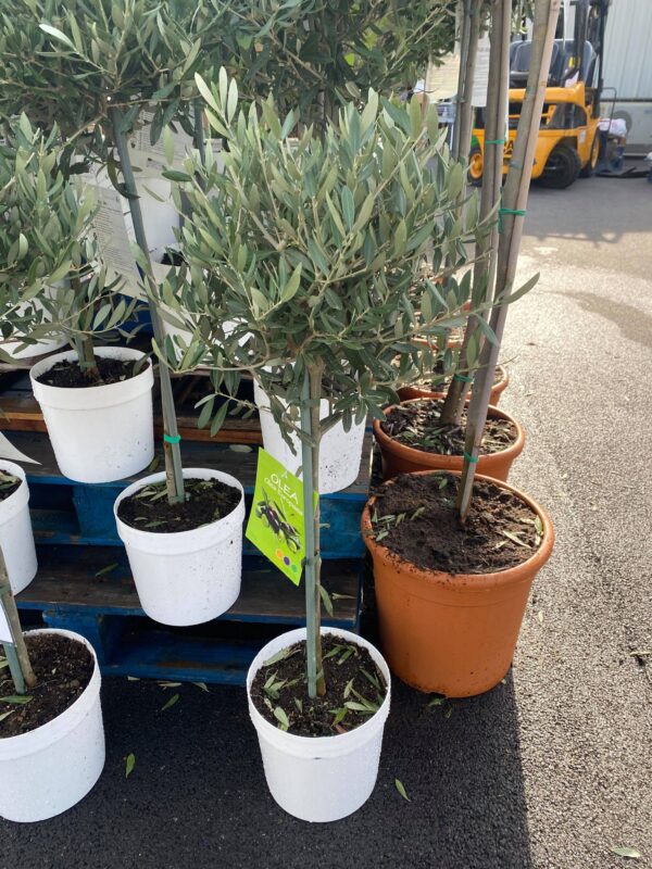 small olive trees - Jacksons Fruit & Veg